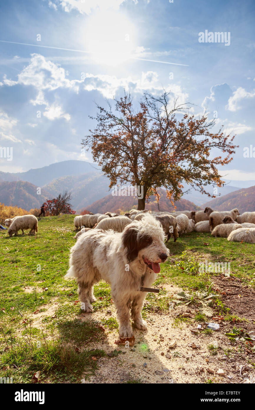 Dogs guard the sheep on the mountain pasture Stock Photo - Alamy