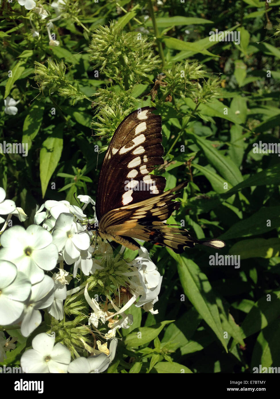 Swordtail hi-res stock photography and images - Alamy