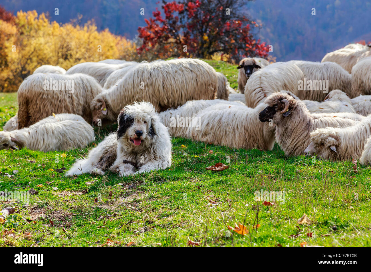 Dogs guard the sheep on the mountain pasture Stock Photo - Alamy