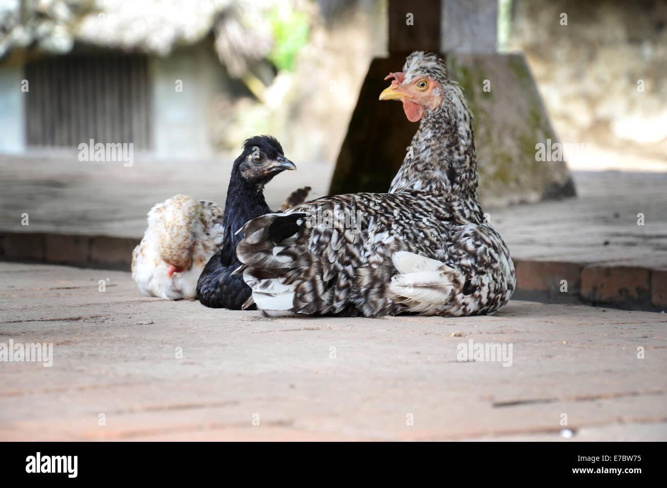 Three different sized, different type of chickens sitting Stock Photo ...