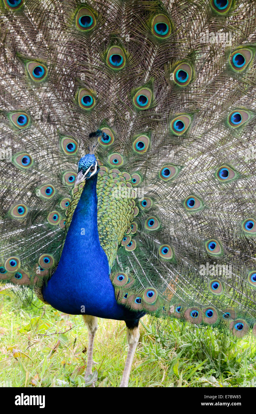 Peacock fanning its tail, Cornwall Stock Photo - Alamy