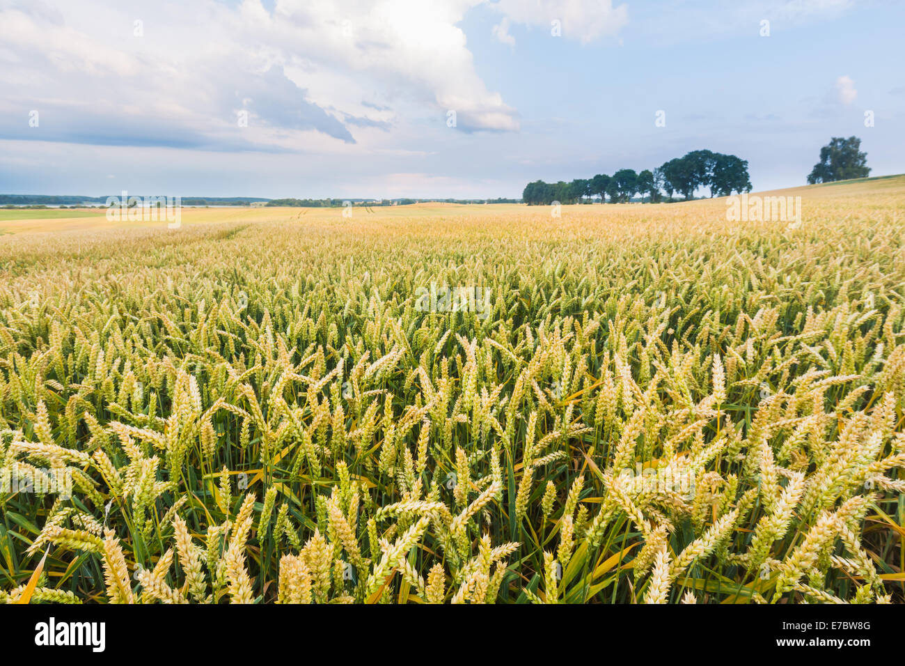nice field landscape in poland Stock Photo - Alamy