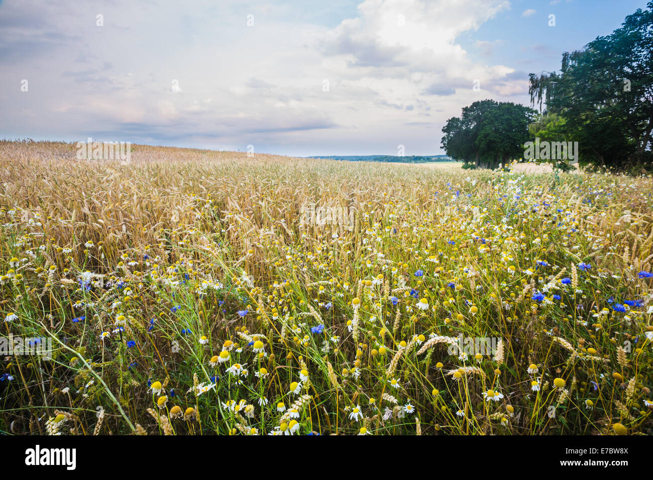 Nice field hi-res stock photography and images - Alamy