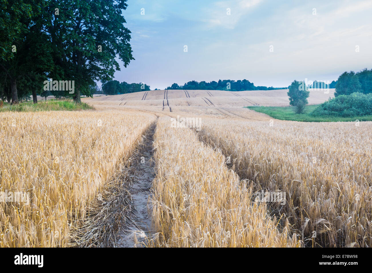 nice field landscape in poland Stock Photo - Alamy