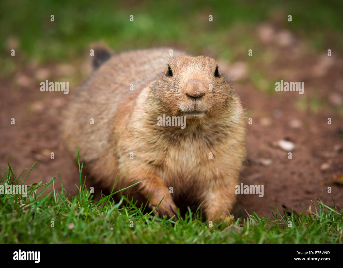 Prairie squirrel hi-res stock photography and images - Alamy
