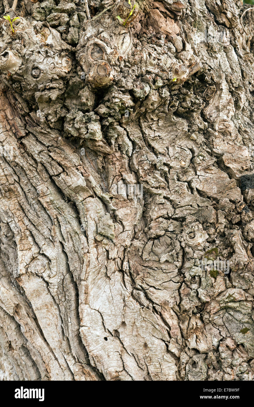 Tree Bark. Detailed Texture effect Stock Photo - Alamy