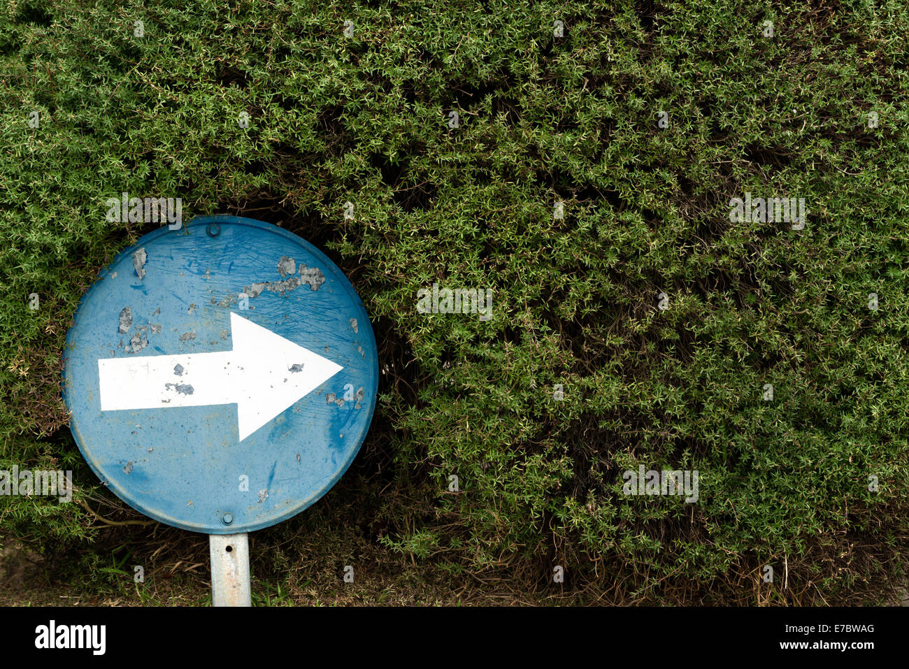 Traffic signal surrounded by a hedge Stock Photo - Alamy