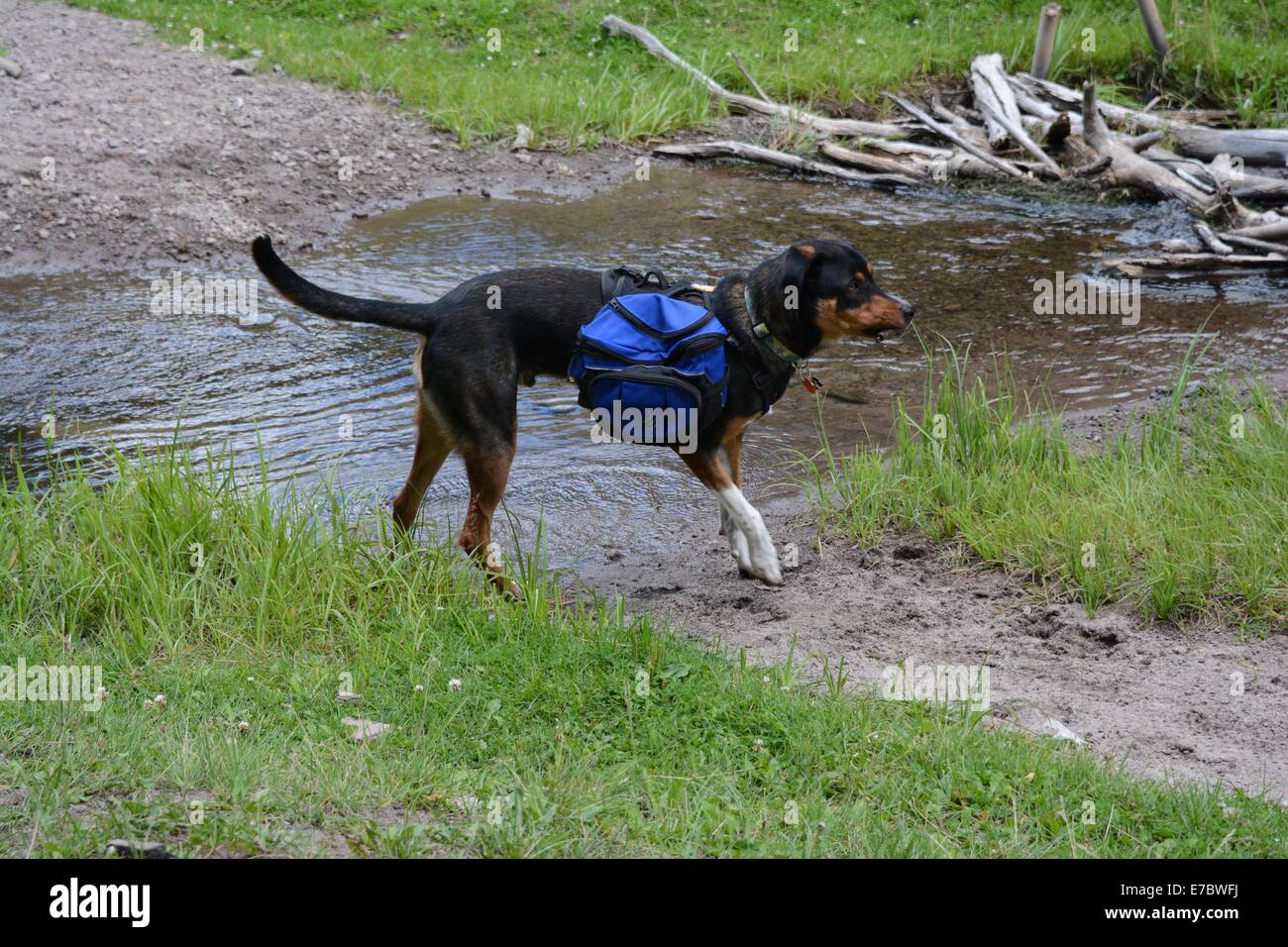 Black lab retrieving a stick hi-res stock photography and images - Alamy