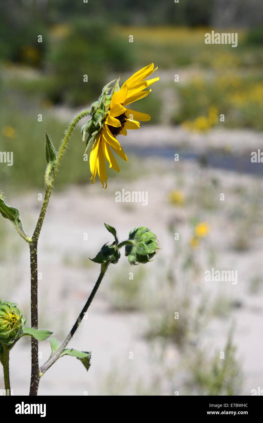 Side view of Common Sunflower on banks of Mimbres River Stock Photo - Alamy