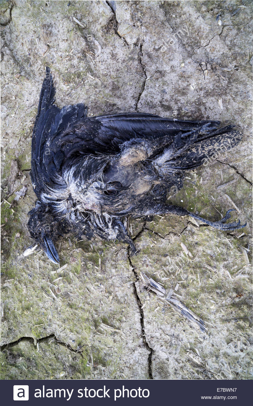 Dead Carrion Crow High Resolution Stock Photography and Images - Alamy