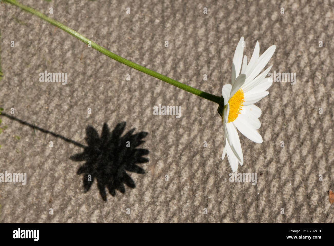 Daisy and it's shadow Stock Photo - Alamy