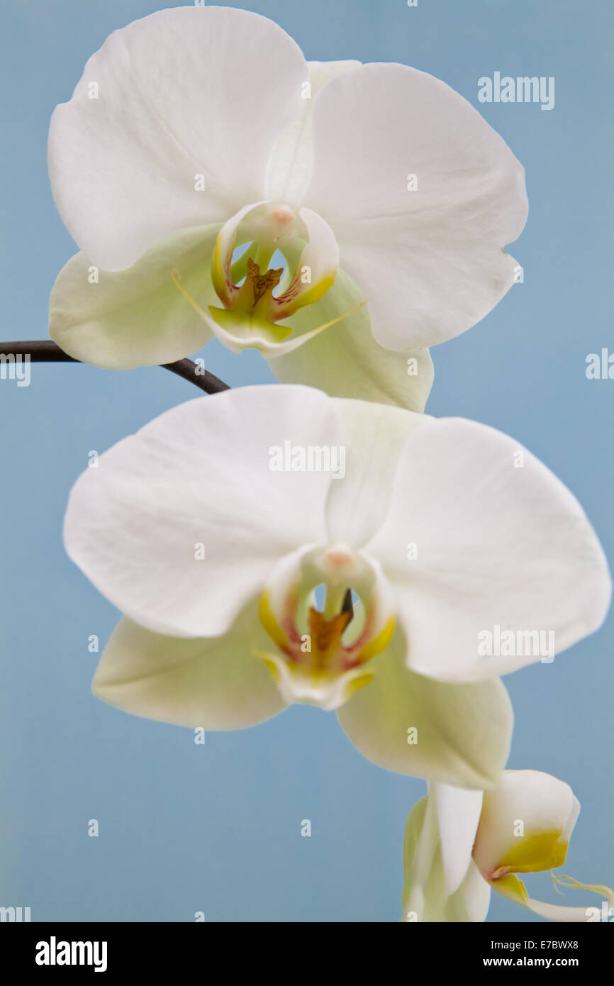 Orchid most expensive flower hi-res stock photography and images - Alamy