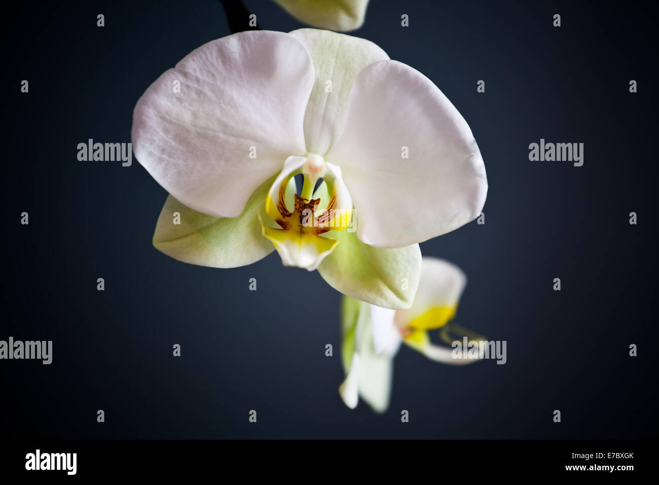 Orchid Most Expensive Flower High Resolution Stock Photography and ...