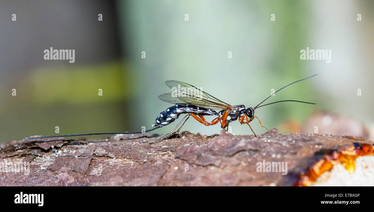 Rhyssa persuasoria, Sabre Wasp Stock Photo - Alamy