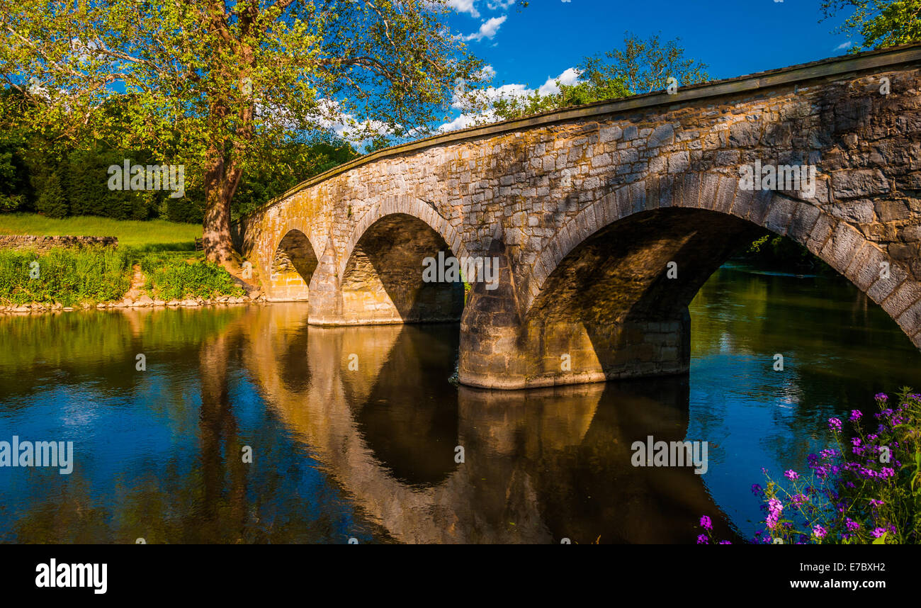 Flowers along Antietam Creek and Burnside Bridge, at Antietam National ...