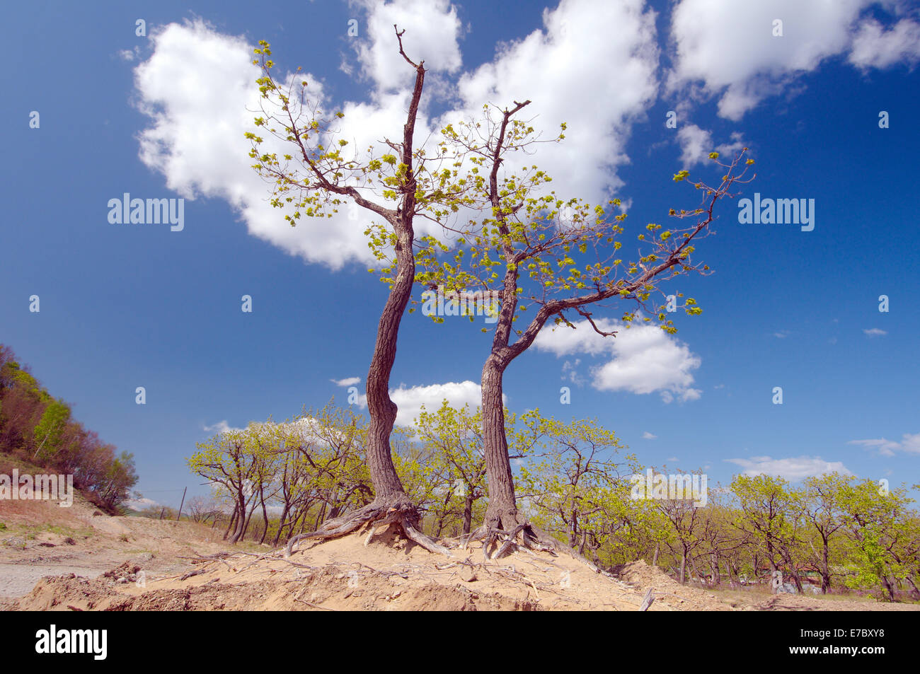 Two trees on the hill, Rudnaya Pristan, Primorye, Far East, Russia ...