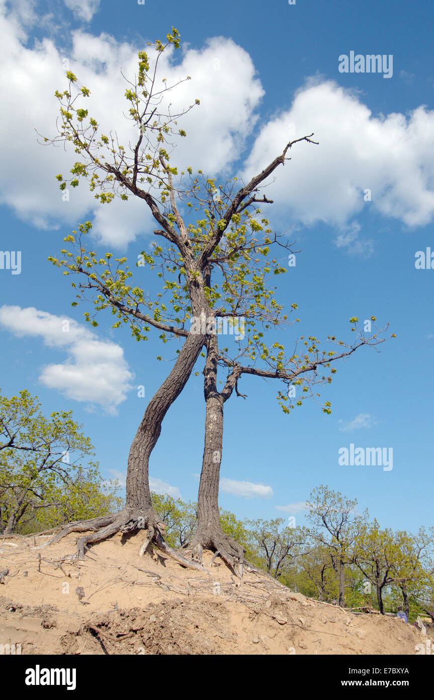 Two trees on the hill, Rudnaya Pristan, Primorye, Far East, Russia ...