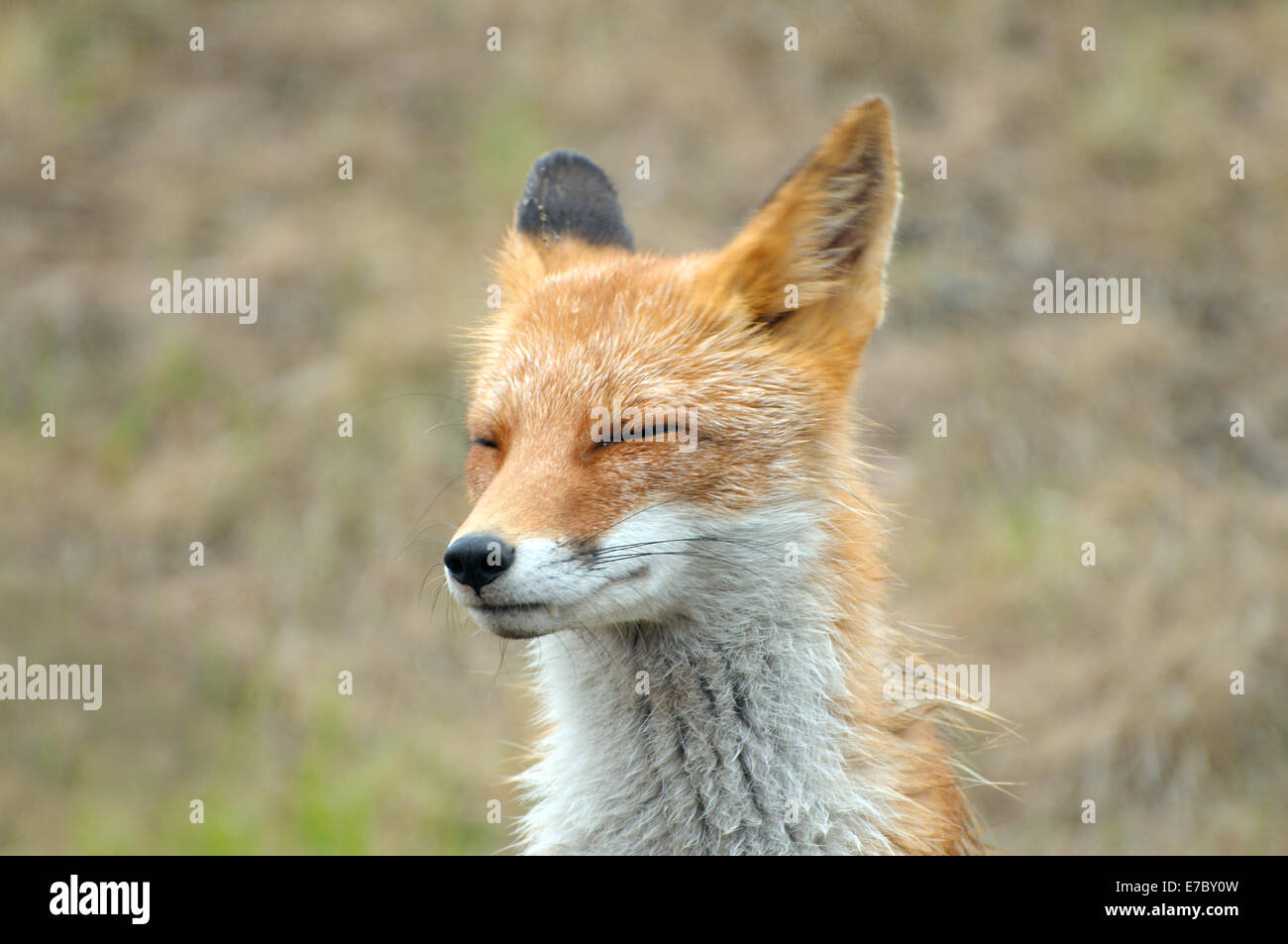 Fox Canis Vulpes High Resolution Stock Photography and Images - Alamy