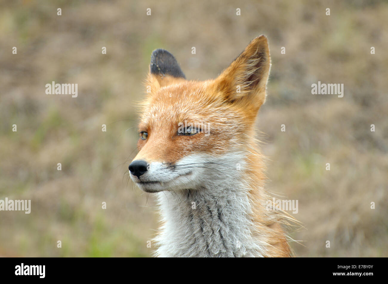 Wet red fox hi-res stock photography and images - Alamy