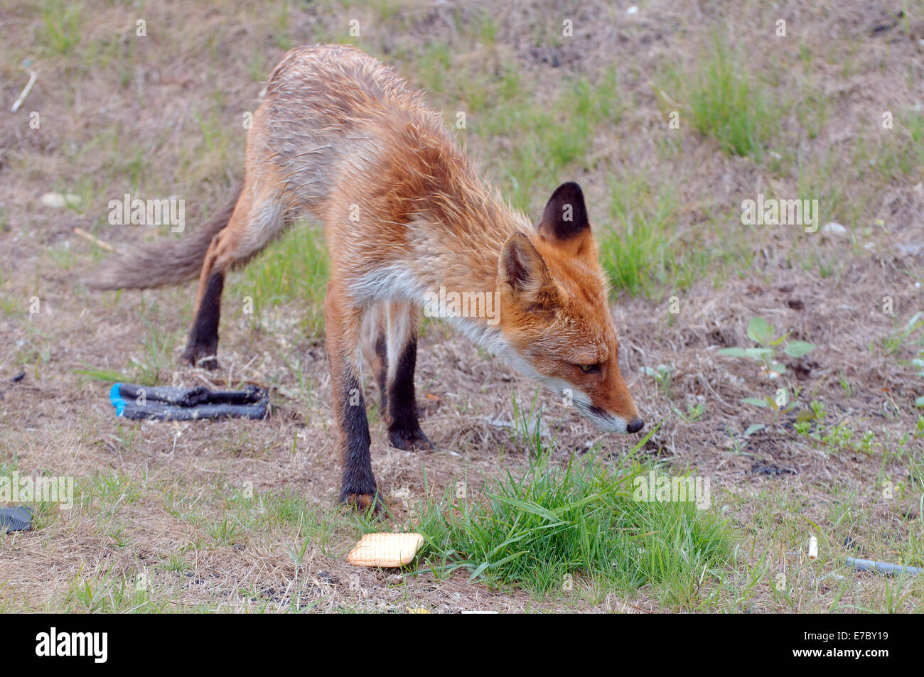Red fox (Vulpes vulpes), Vladivostok, Far East, Russia Stock Photo - Alamy