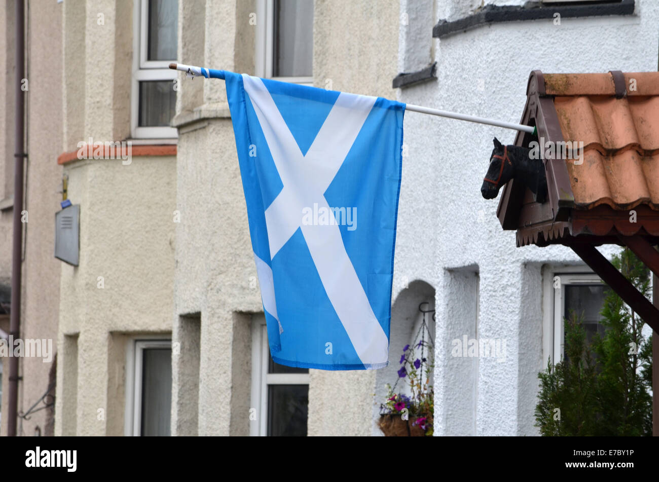 Flags are flying all over Scotland for the Vote for Independence Stock ...