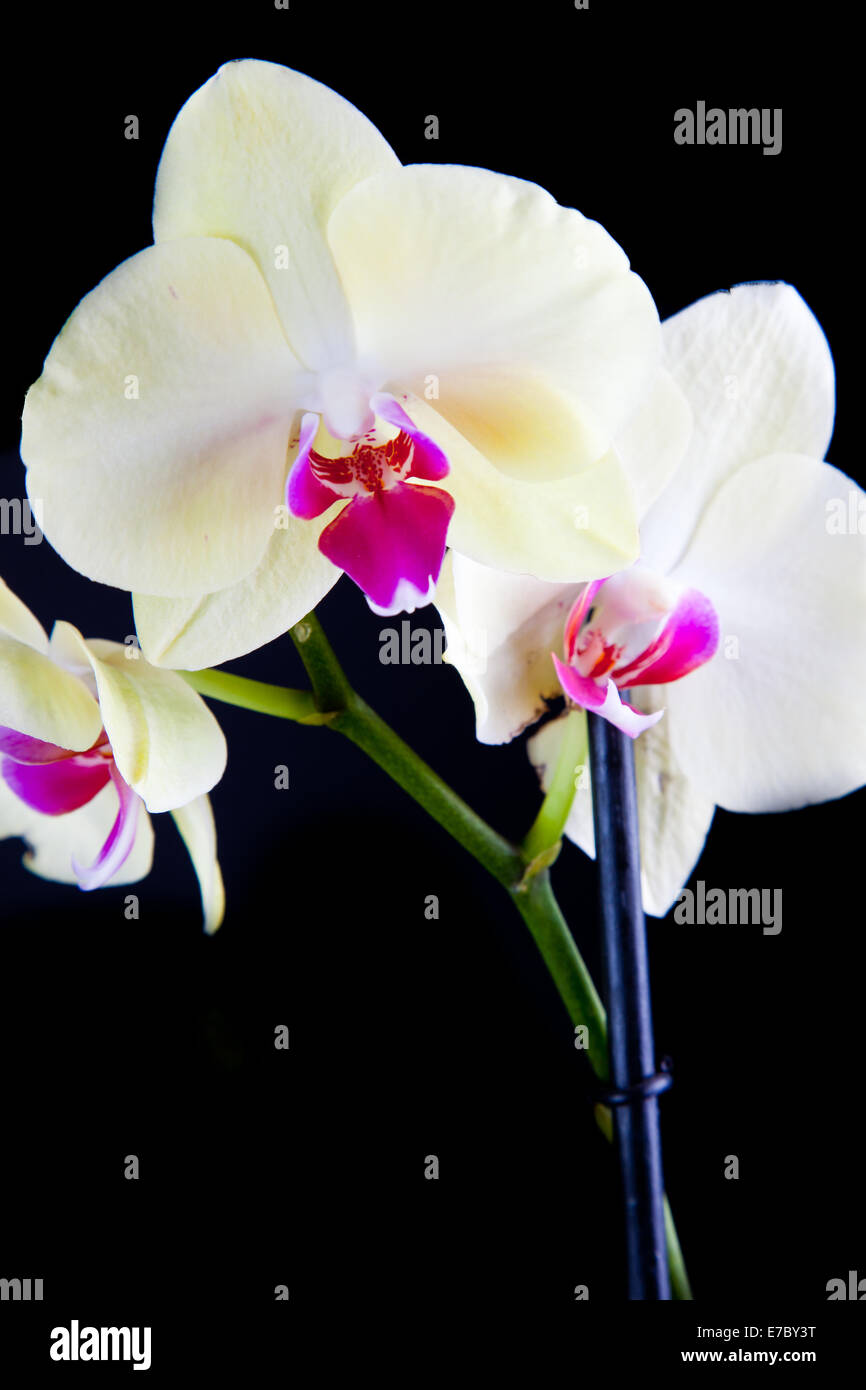 White orchid in full bloom Stock Photo - Alamy