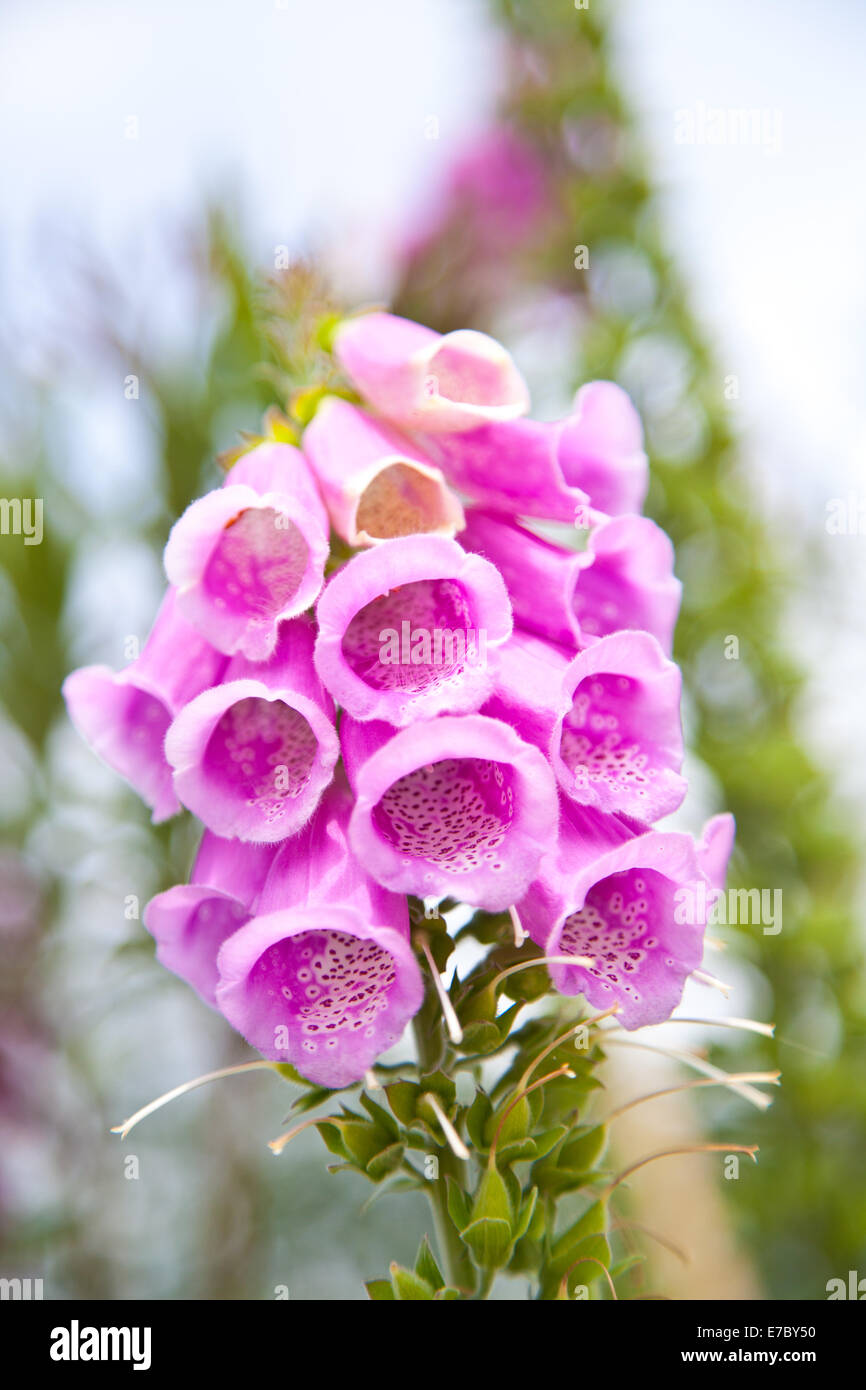 Pink colour flower images hi-res stock photography and images - Alamy
