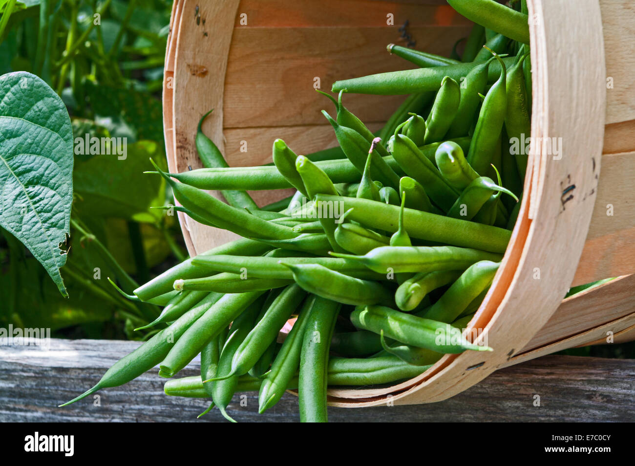 Freshly picked Beans in a Basket Stock Photo - Alamy