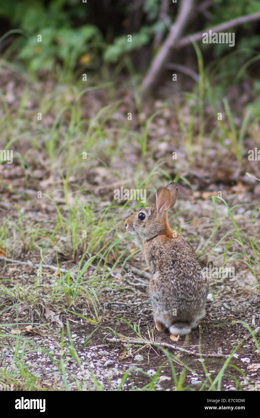 New world cottontail hi-res stock photography and images - Alamy