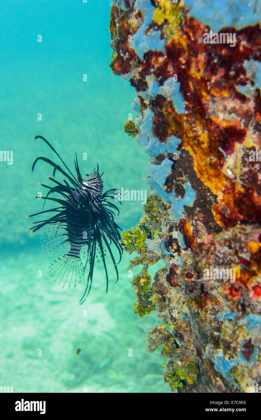 Lion Fish in blue ocean waters of Roatan Honduras Stock Photo - Alamy
