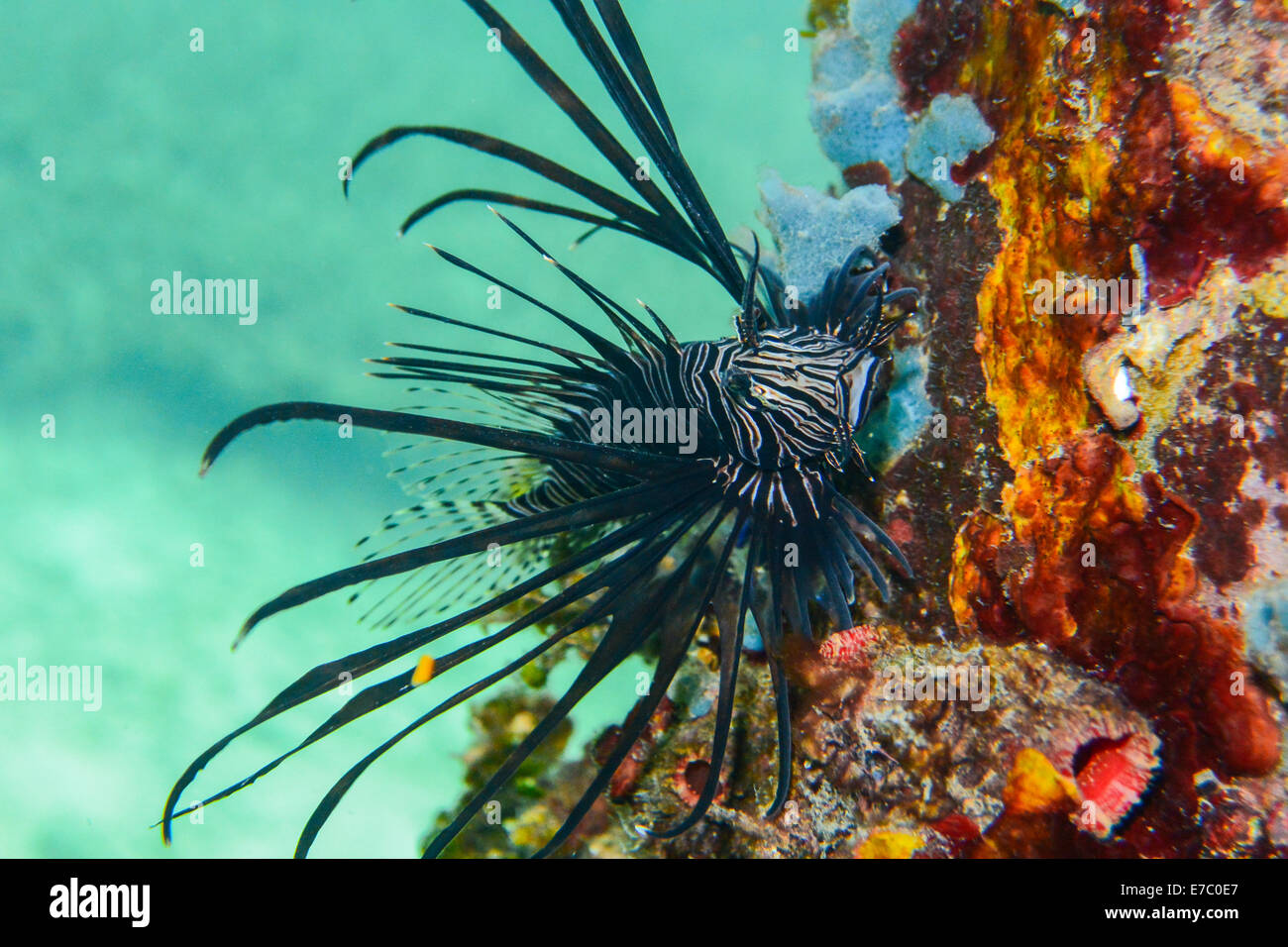 Lion fish hi-res stock photography and images - Alamy