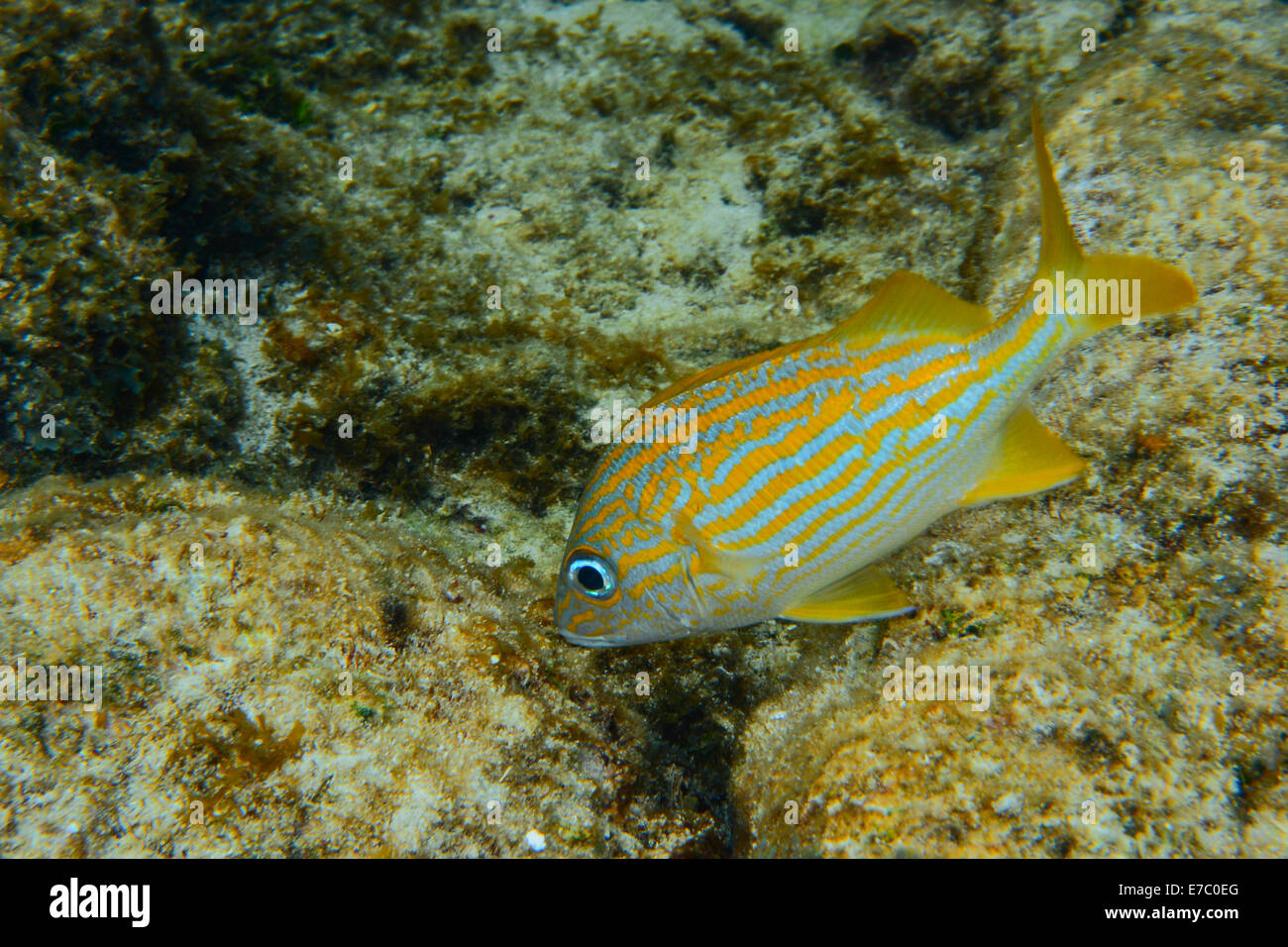 Blue striped grunt Stock Photo - Alamy