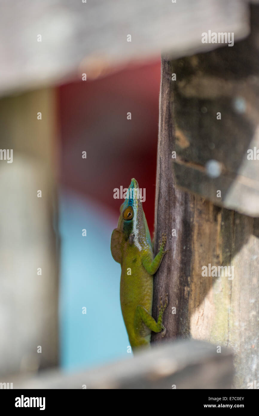 Blue anole lizard hi-res stock photography and images - Alamy