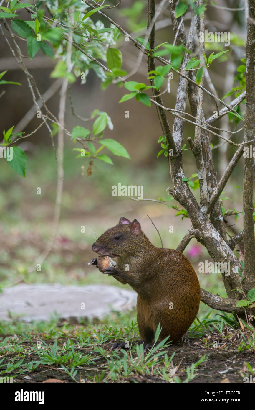 Common agouti hi-res stock photography and images - Alamy