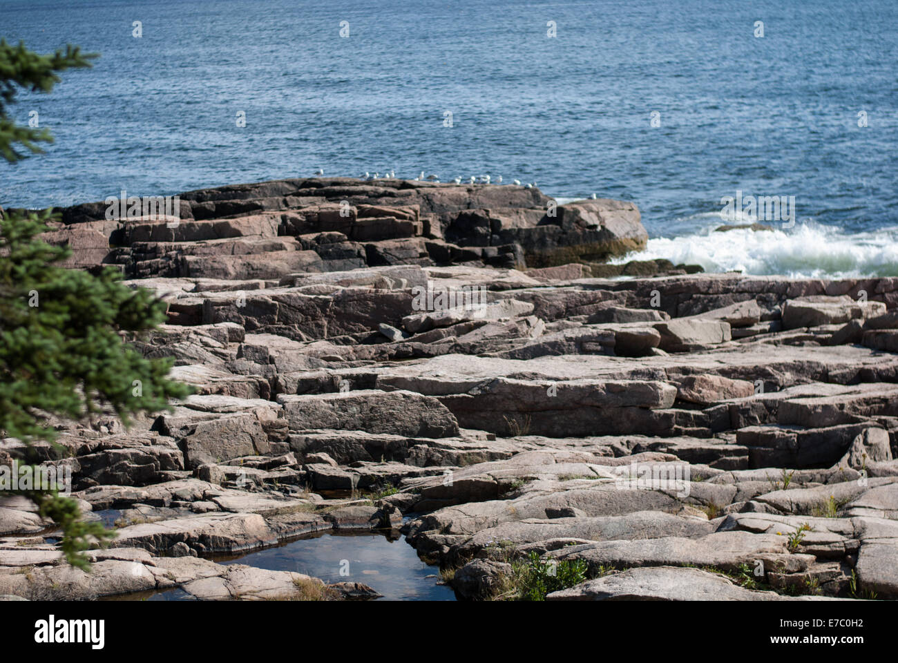 The Otter Cliffs in Acadia National Park on the Island of Mt. Desert in ...