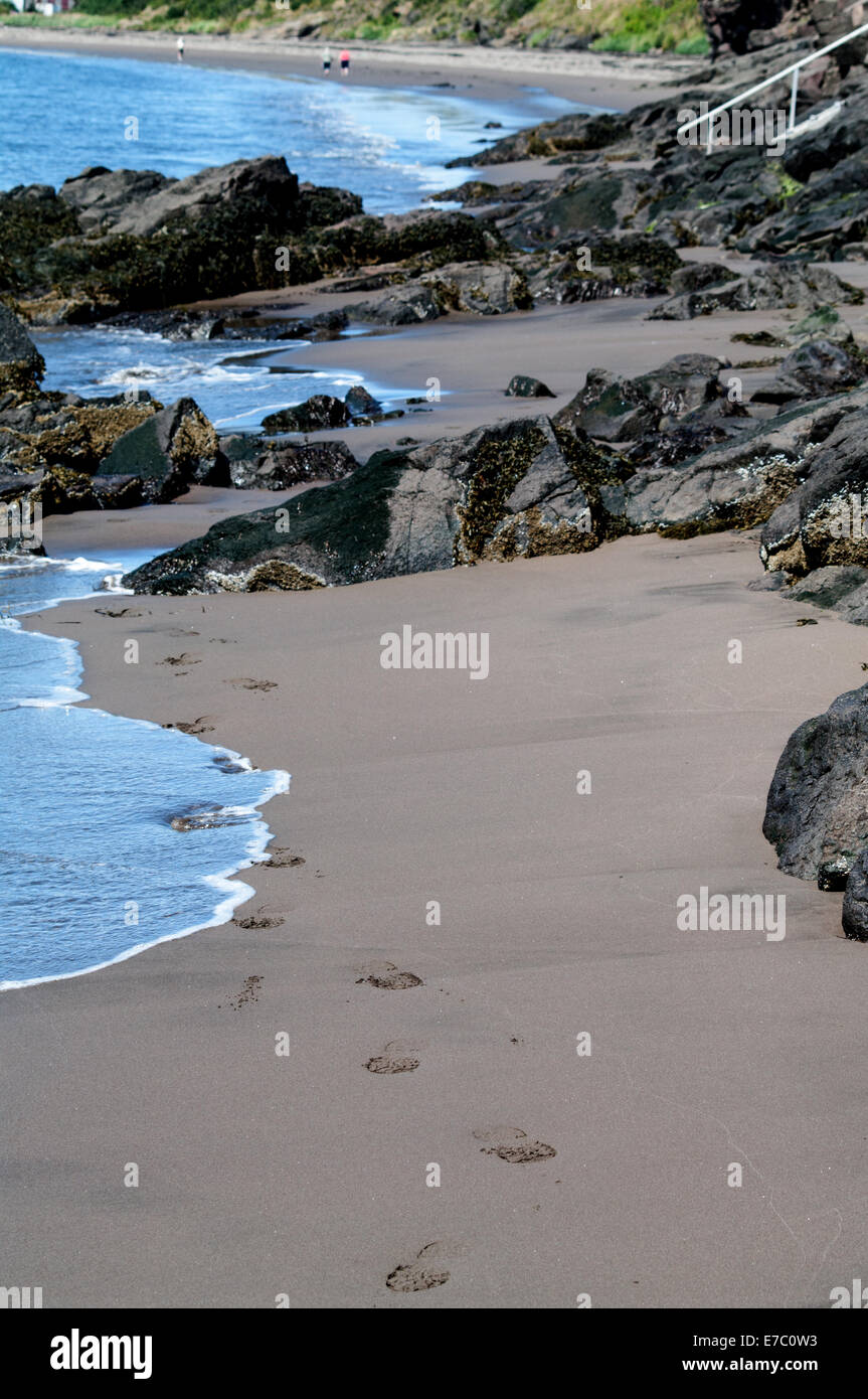 Seal print sand hi-res stock photography and images - Alamy