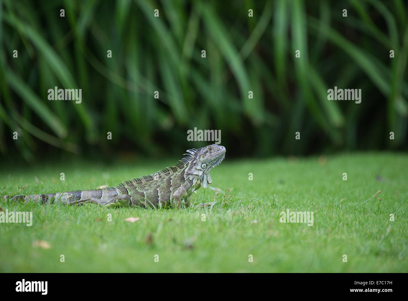 Honduran paleate spiny tailed iguana hi-res stock photography and ...