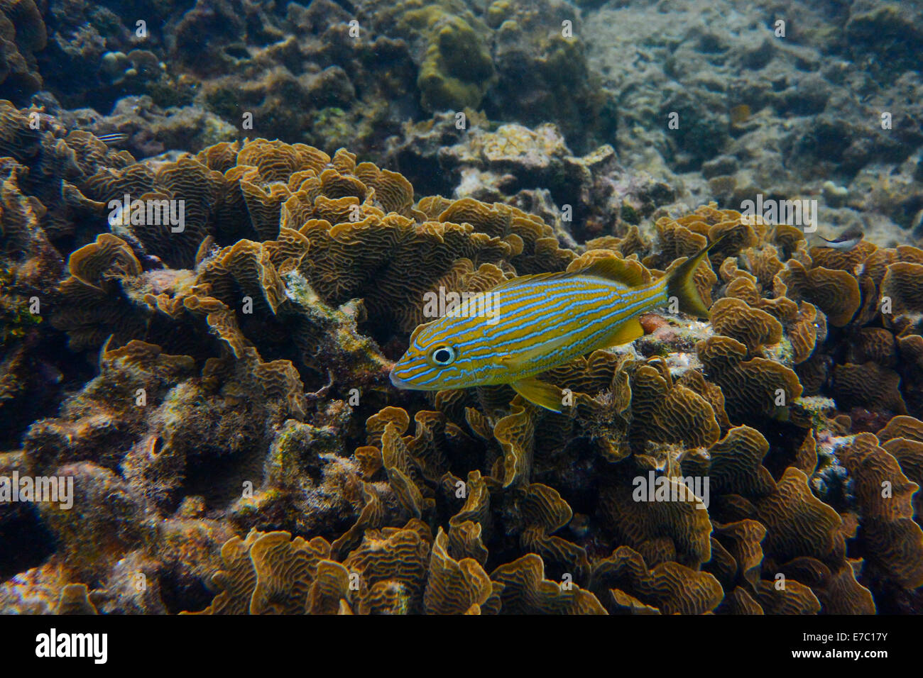Blue striped grunt hi-res stock photography and images - Alamy