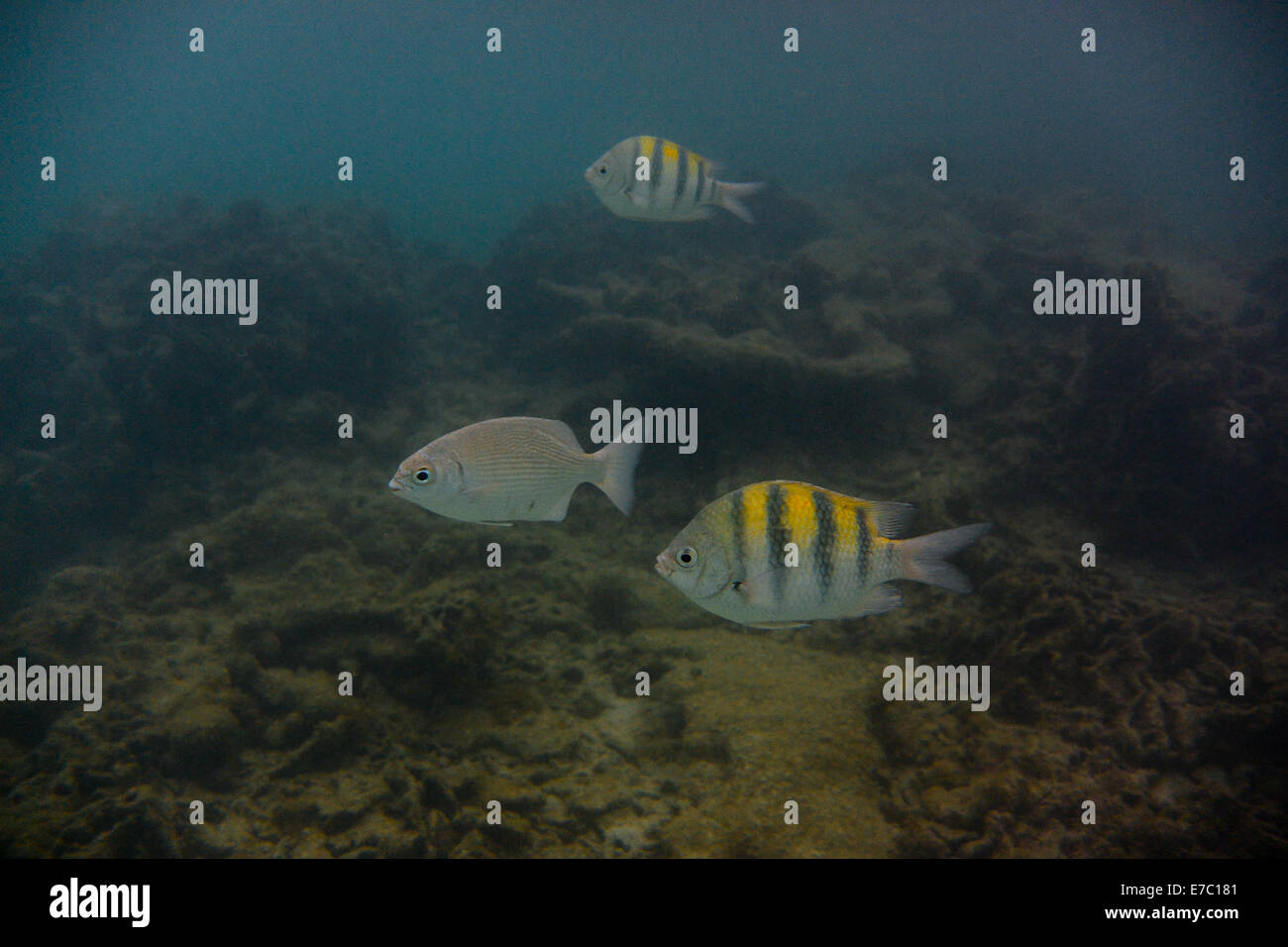 Sergeant major damselfish hi-res stock photography and images - Alamy