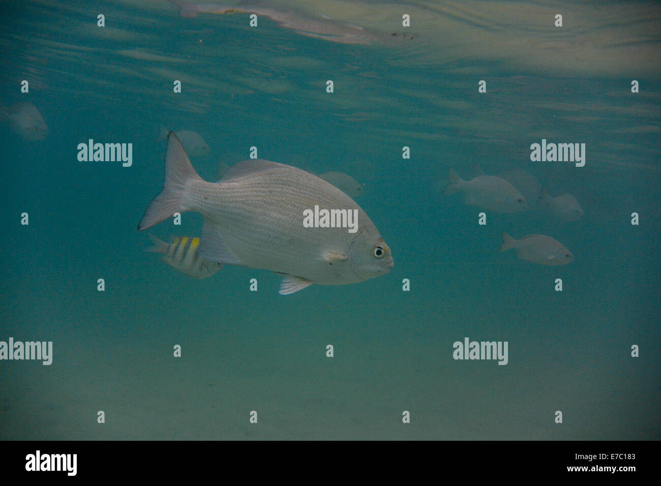 Bermuda or Yellow Chub Kyphosus sectator incisor in open water Stock ...