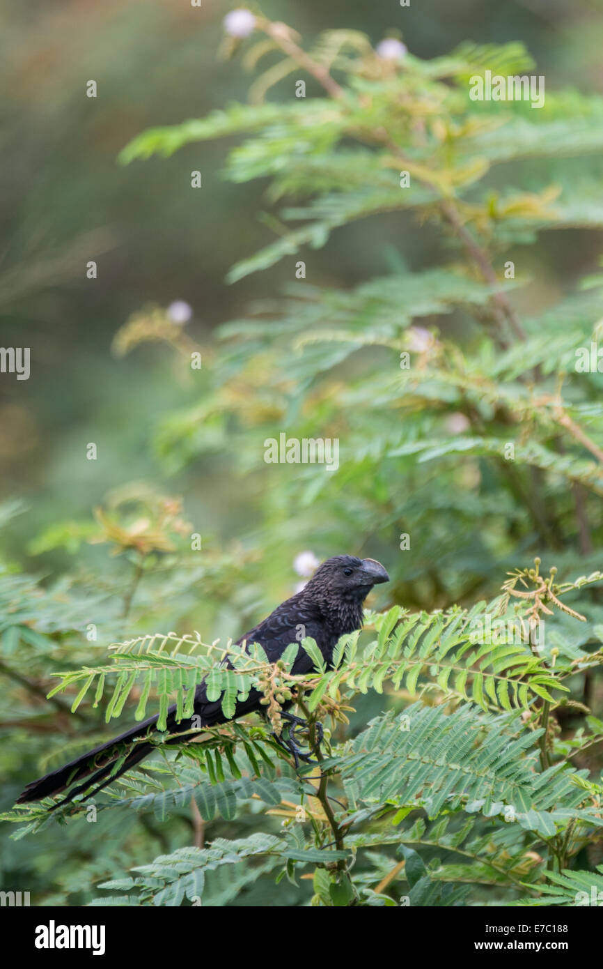 Ani hi-res stock photography and images - Alamy