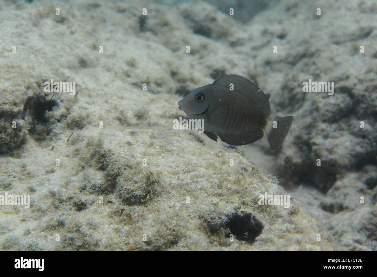 Doctor_fish hi-res stock photography and images - Alamy