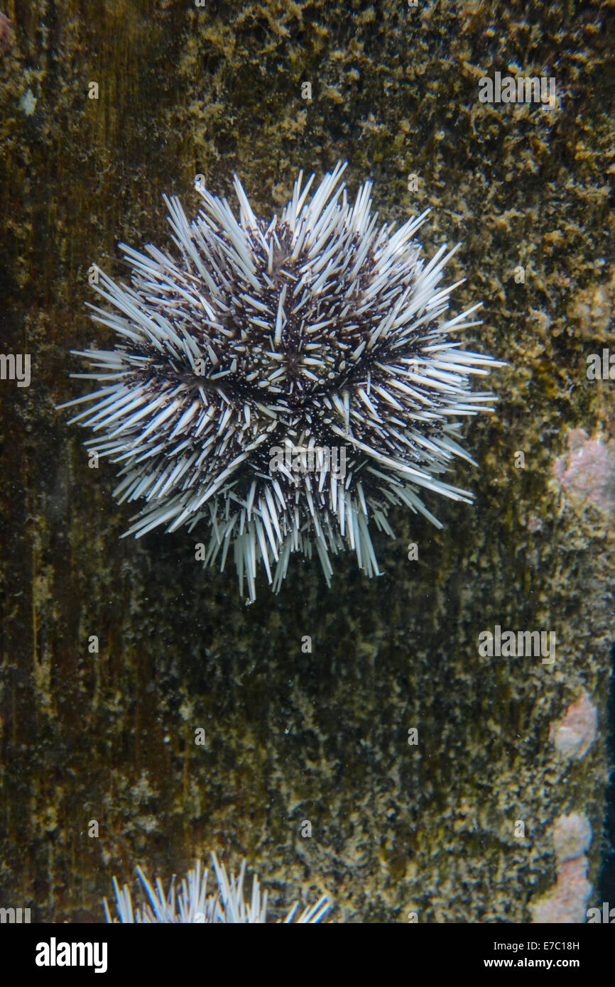 Sea egg Tripneustes ventricosus urchin attached to a wall at Roatan ...