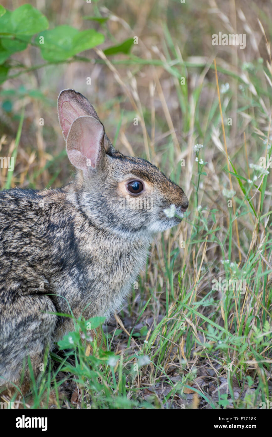 Swamp rabbit hi-res stock photography and images - Alamy