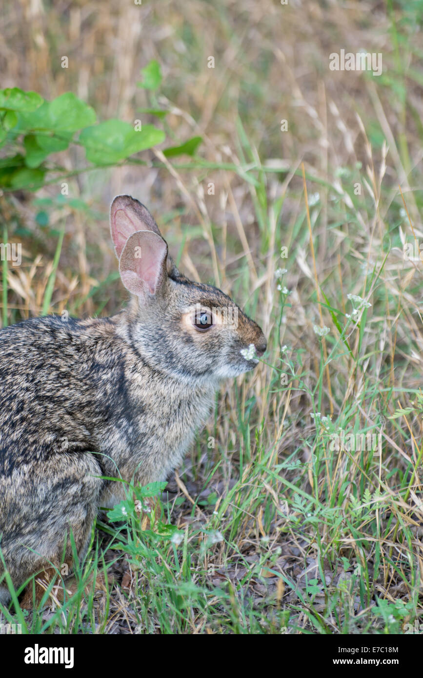 Swamp rabbit hi-res stock photography and images - Alamy