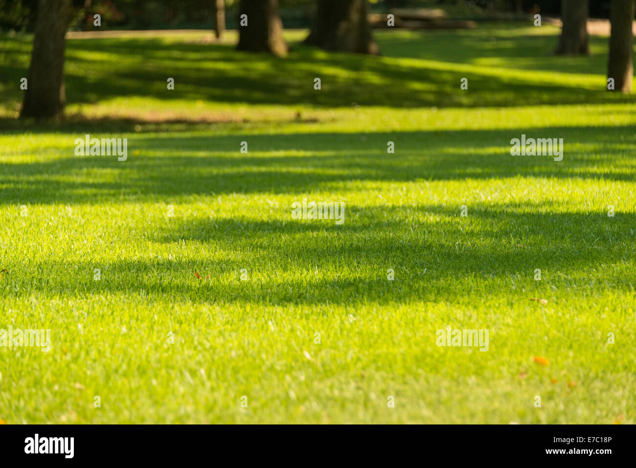 Grass field with tree shadows Stock Photo - Alamy