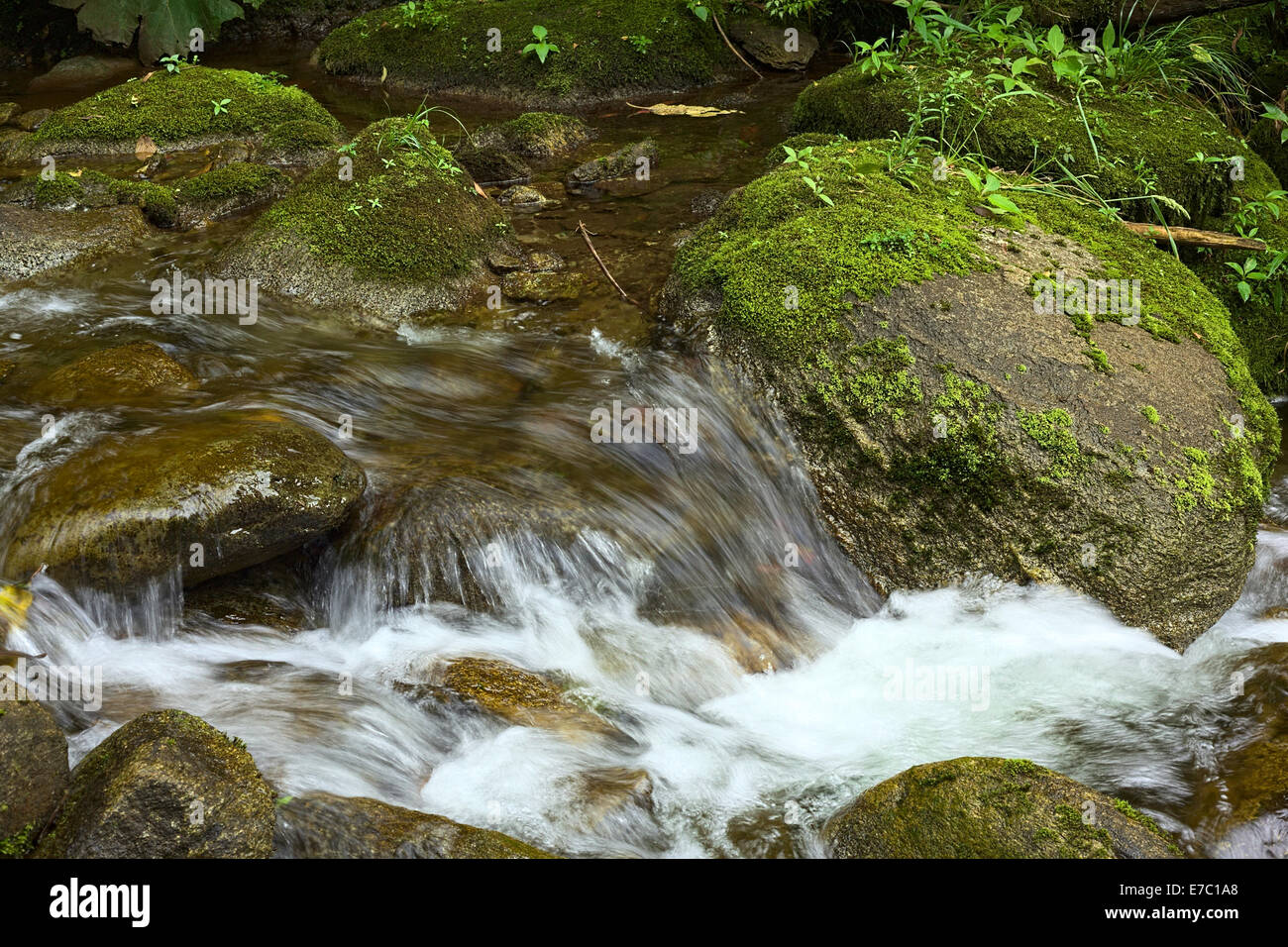 Small brook surrounded by moss-covered rocks in cloud forest in Ecuador ...