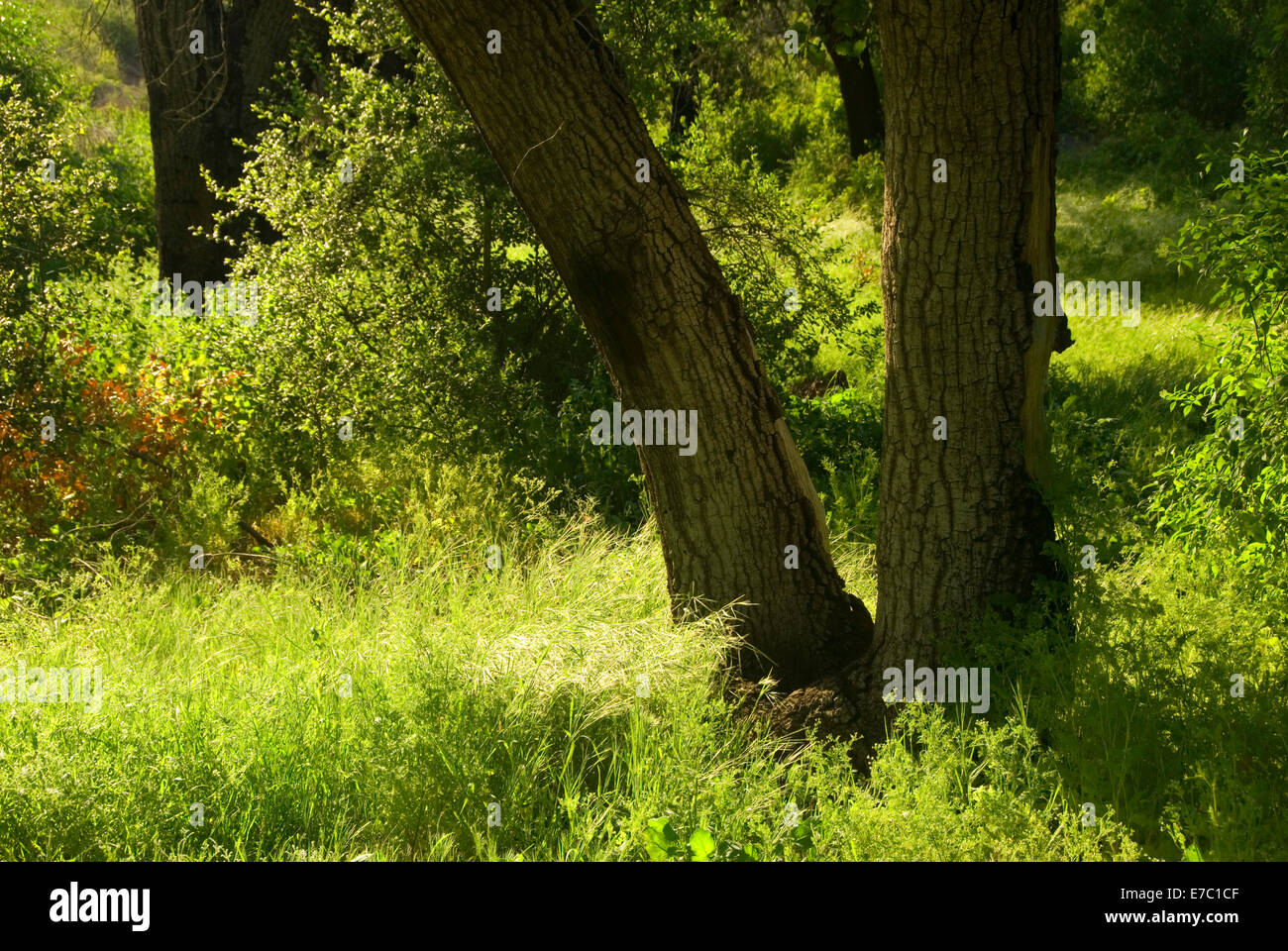 Oak grove, Oak Oasis Open Space Preserve, San Diego County, California ...