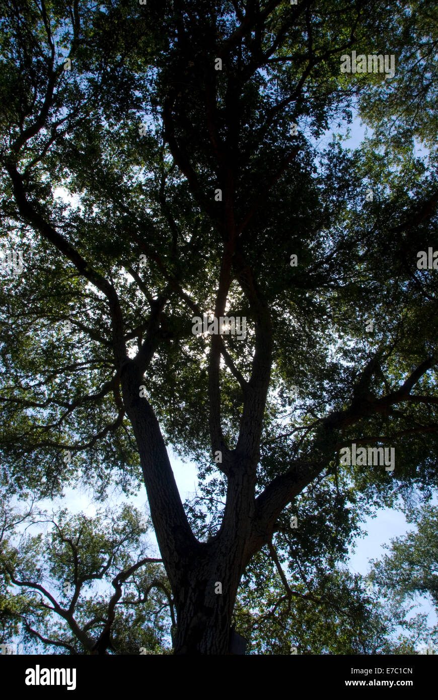 Oak tree silhouette hi-res stock photography and images - Alamy