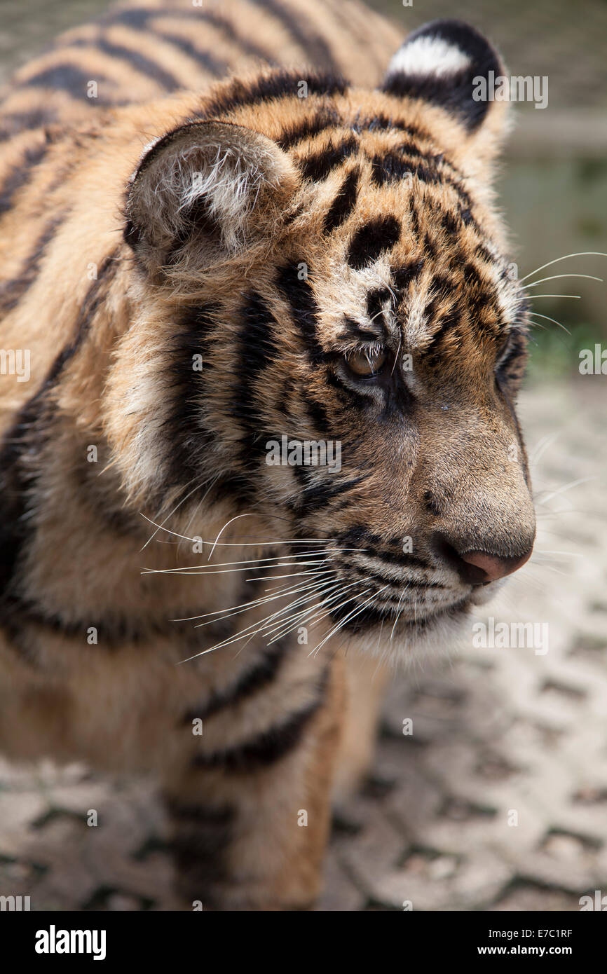 skin and face of a tiger Stock Photo - Alamy